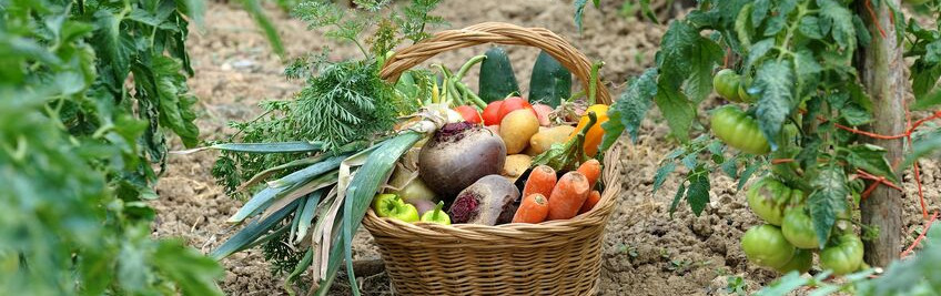 Pourquoi devrions-nous manger Vrai Varié à Dominance Végétale ? (la ...